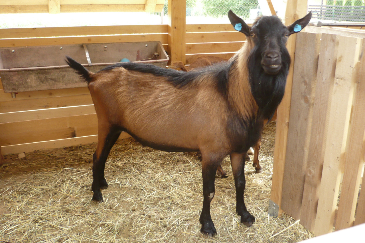Naše kozy :: U nás pod Lípou